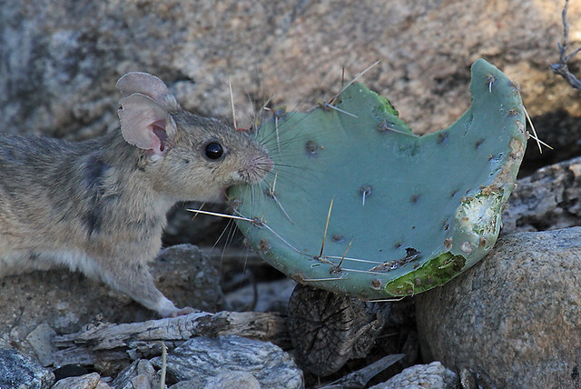 Rat Control In Tucson, AZ | WeedCo